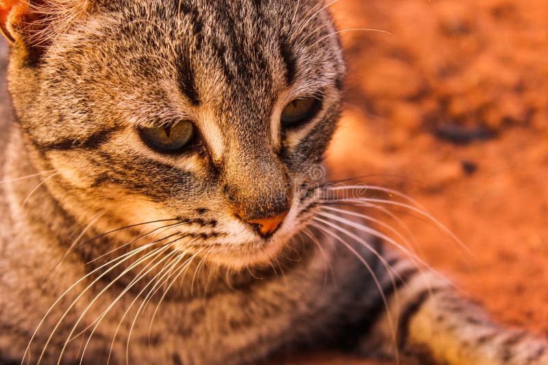 The Cat Rest Under the Shade Stock Photo - Image of cute, nature: 227337128