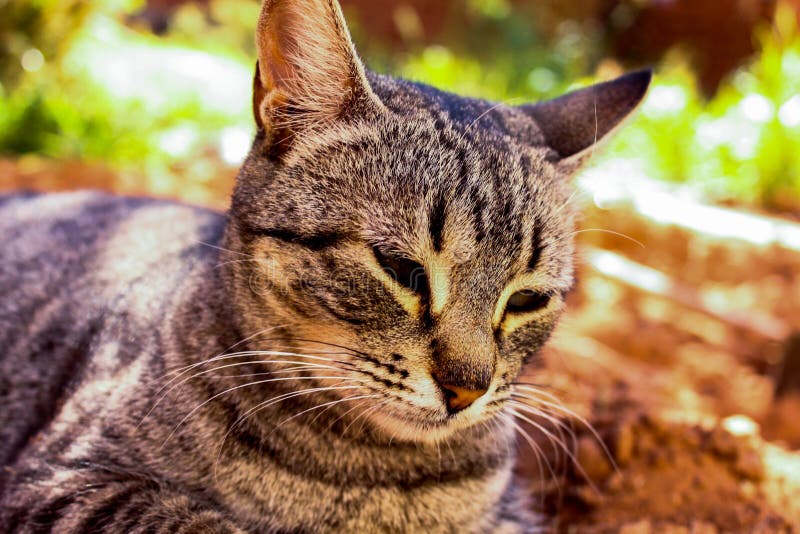 The Cat Rest Under the Shade Stock Photo - Image of cute, nature: 227337128