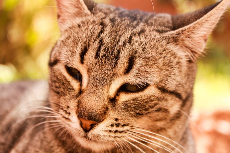 The Cat Rest Under the Shade Stock Photo - Image of cute, nature: 227337128