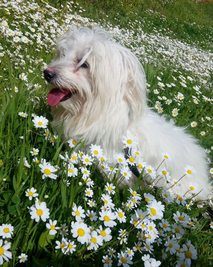 Bichon Kanish Stock Photos - Free & Royalty-Free Stock Photos from ...