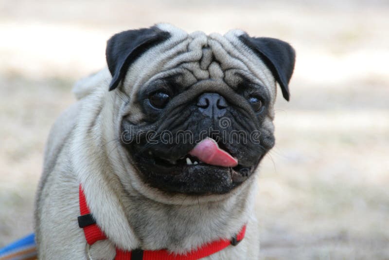 My Lovely Dog Pug Name Zumo Stock Photo - Image of sitting, tongue ...