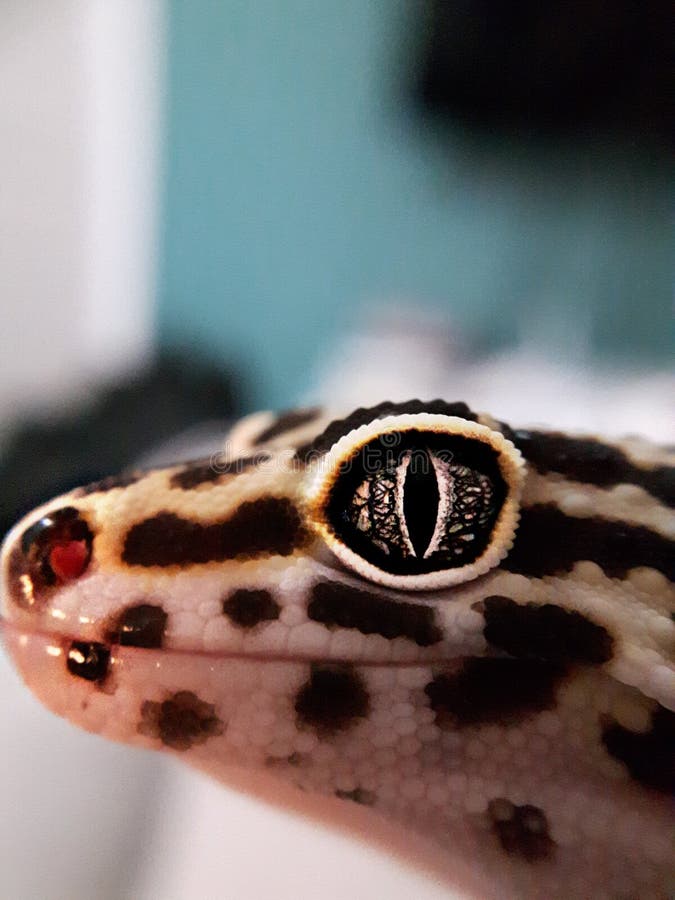 Eye see you stock photo. Image of mango, leopard, lovely - 116921628