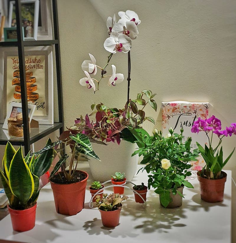 Amazoniarose Stock Photos - Free & Royalty-Free Stock Photos from ...