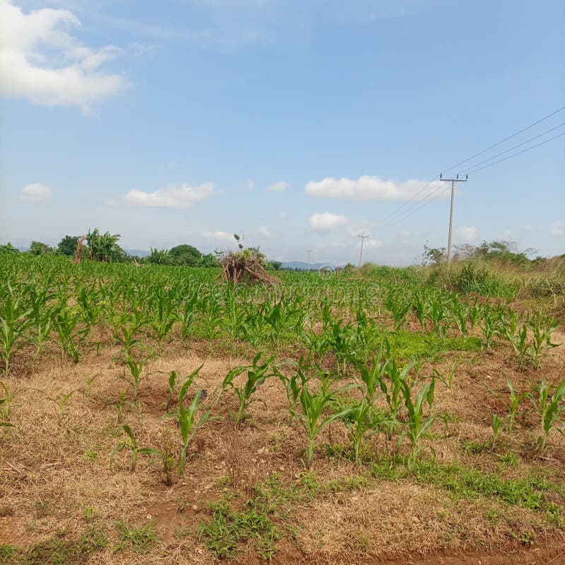 My maize farming stock image. Image of farmi, farm, maize - 248744355
