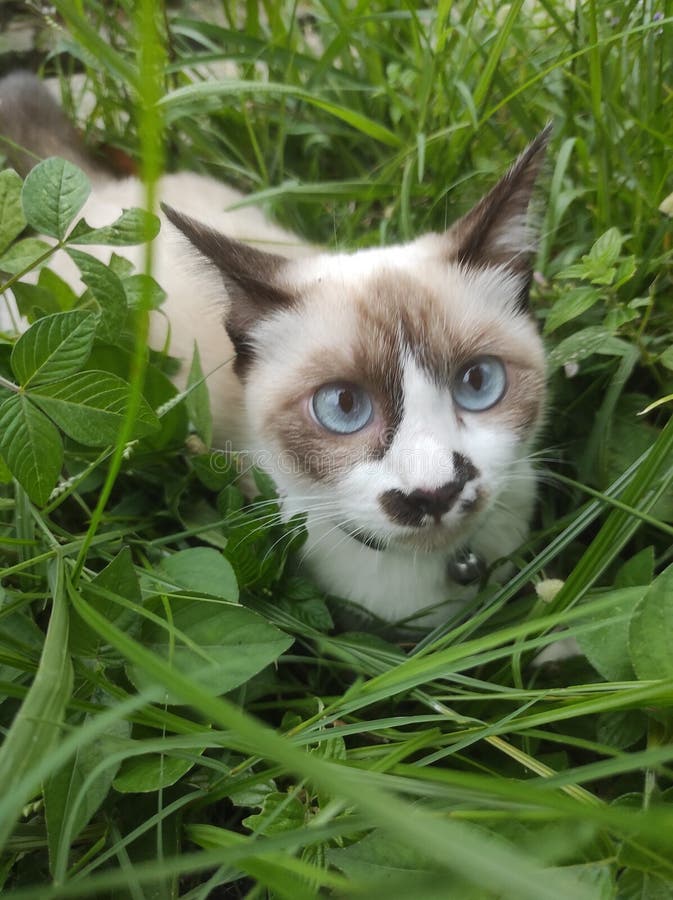 My Millo cat stock photo. Image of playing, millo, love - 277200824