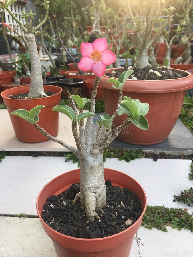 My mini garden stock image. Image of flower, plant, garden - 268684055