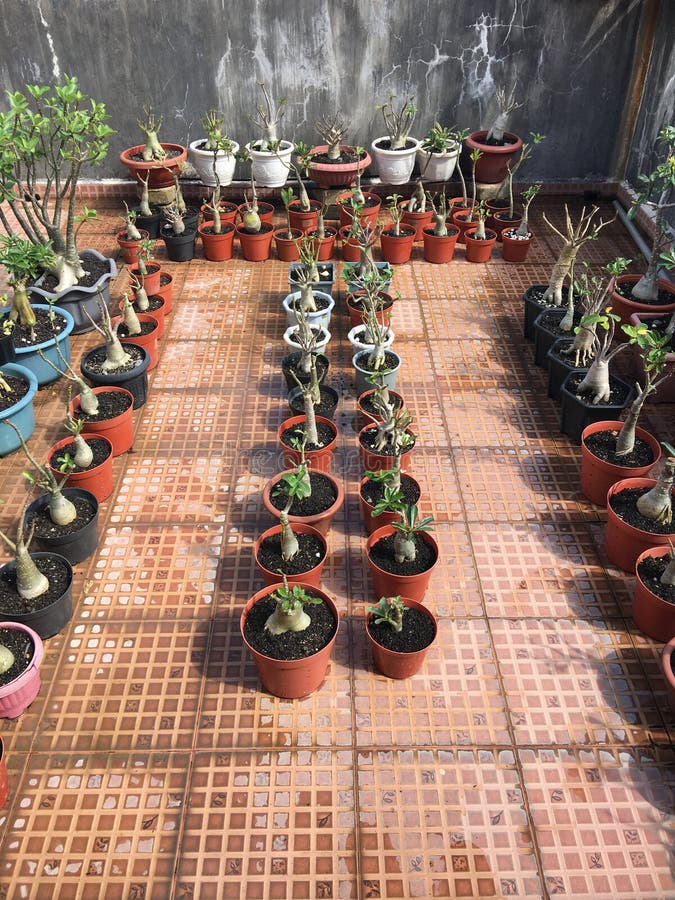 My mini garden stock image. Image of plant, flora, garden - 268684017