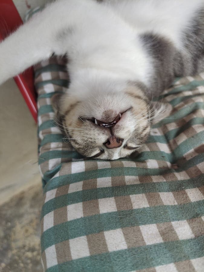 Look at My Cat& X27;s Cute and Clean Fangs and Teeth. Stock Photo ...