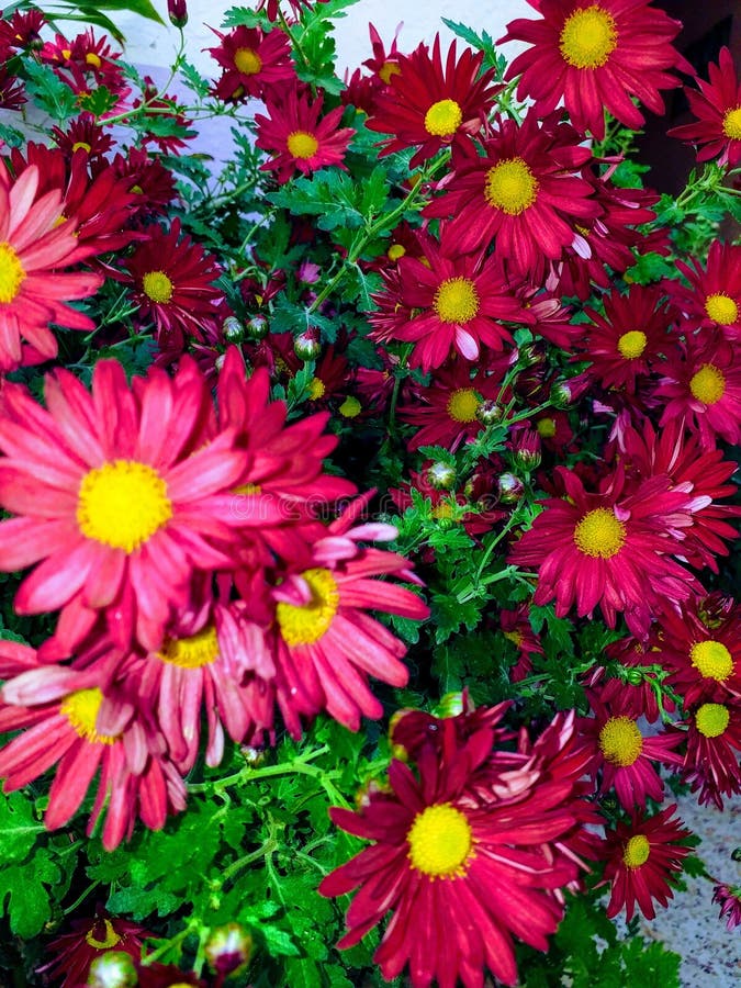 My Mum s Rose Flowers stock photo. Image of sunflower - 236613718