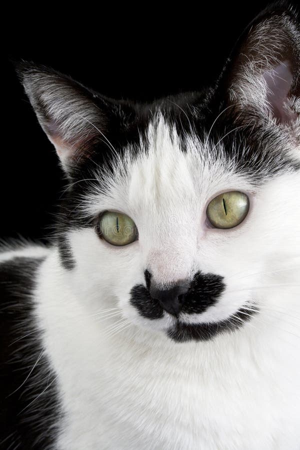 My Cats Mustache stock photo. Image of valentine, face - 36770802