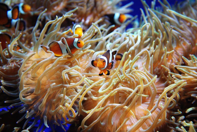 My name is nemo stock image. Image of fish, coral, marine - 4492923