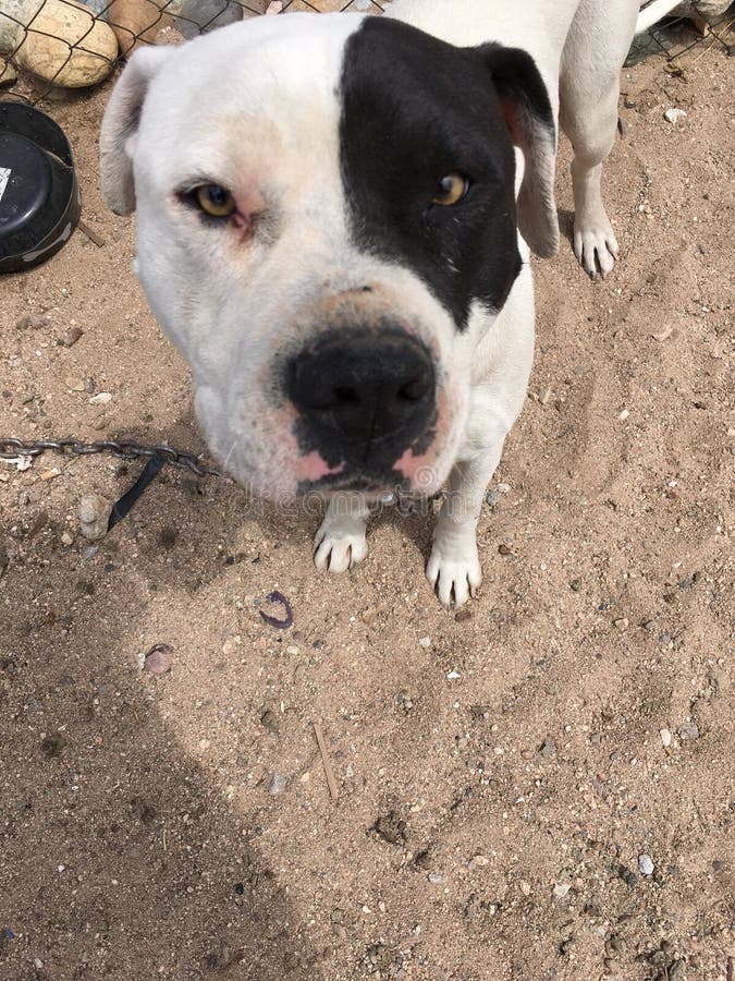 My dog stock image. Image of pitbulls, dogs, spawn - 115777501