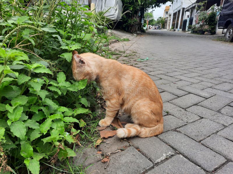 My Orange Fur Cat is Sitting on the Brick Path, Watching the Leaves ...