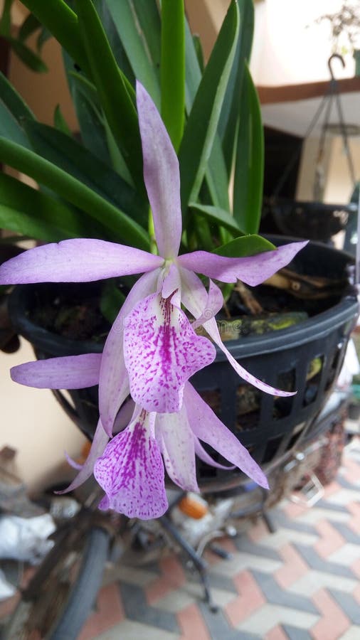 My orchid flower garden stock photo. Image of orchid - 125200498