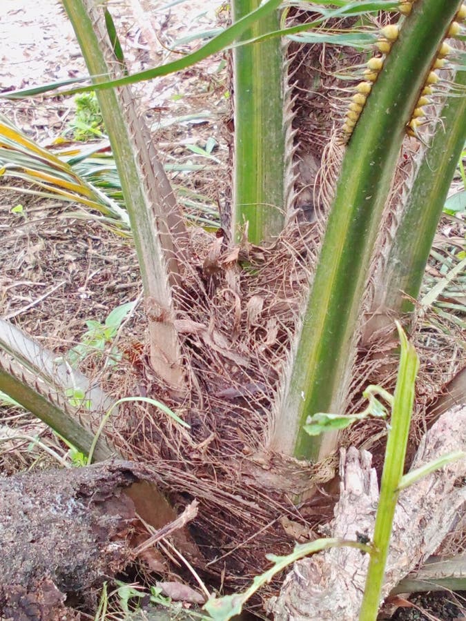 My palm oil tree stock image. Image of flower, green - 278442657