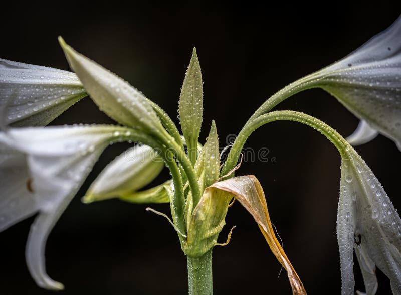 My Particular Vision of the Nature Stock Image - Image of textures ...