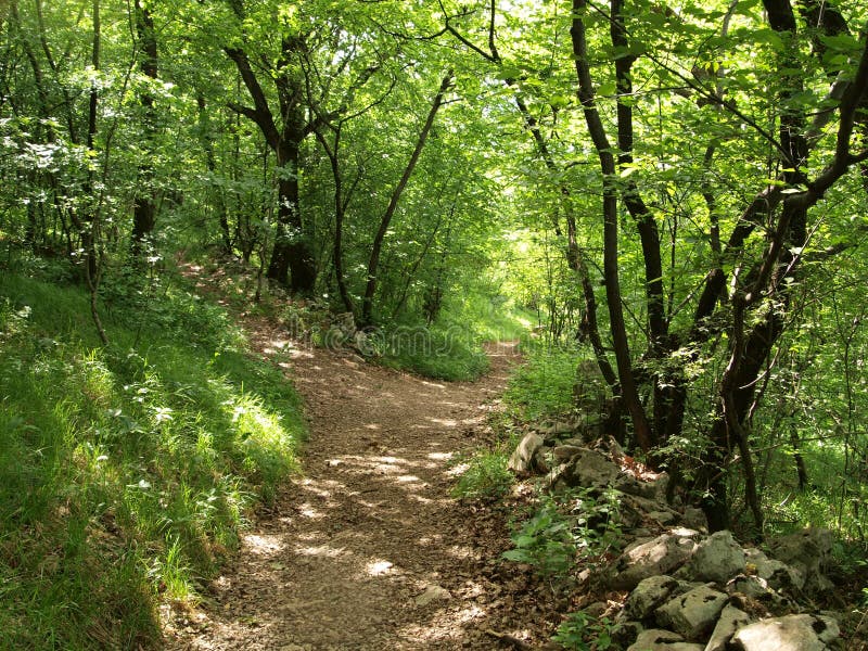 My path stock photo. Image of junction, journey, peace - 57443952