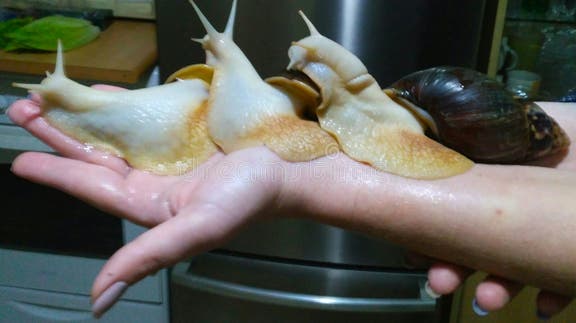 My pats stock photo. Image of snails, hand, pats, achatina - 139832656