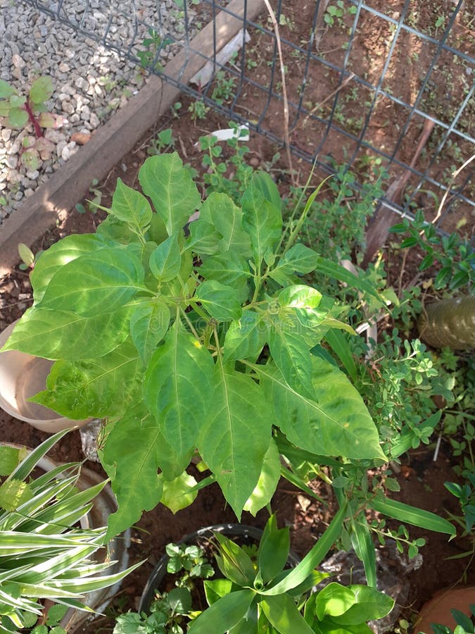 My Pepper tree stock photo. Image of tree, produce, pepper - 196051464