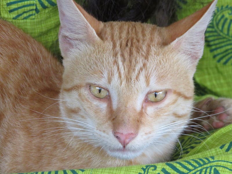 My Pet Beautiful Golden Colour Cat Stock Image - Image of kitten ...