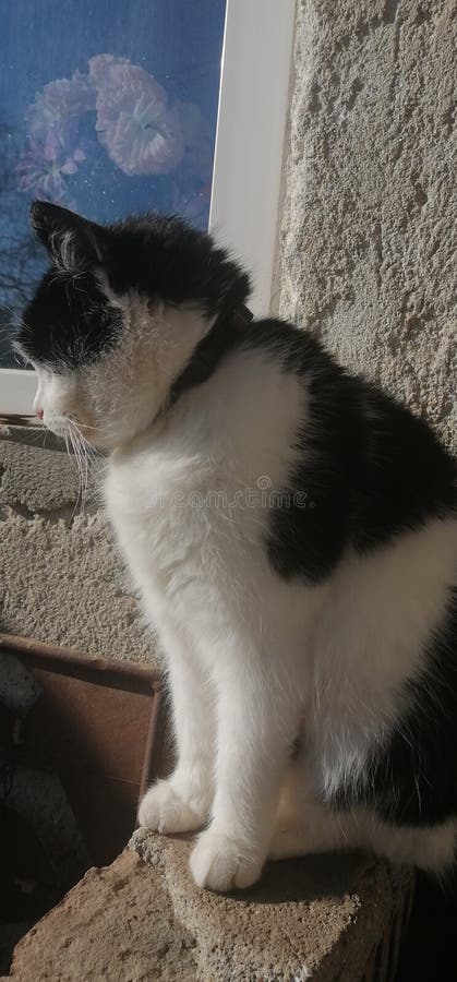 My Pet cat stock image. Image of domestic, animal - 209003331