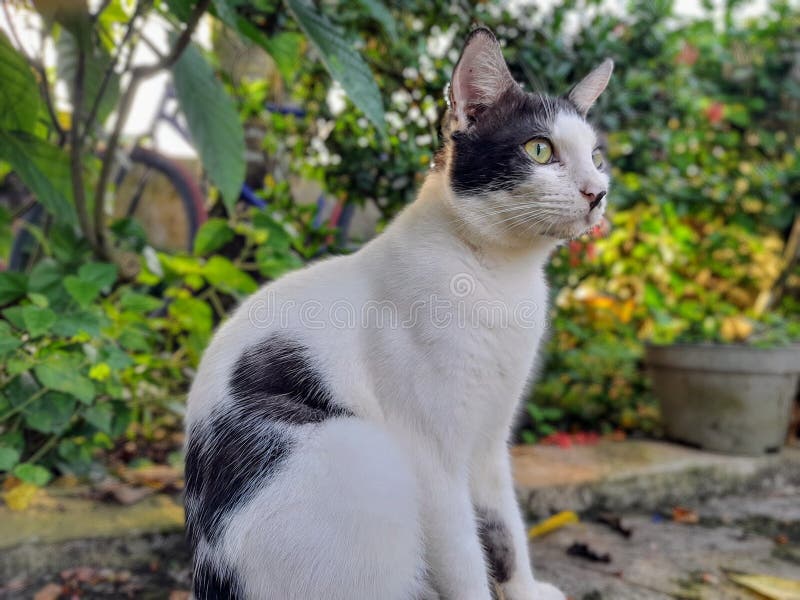 That is My Pet Cat. the Cat is Female. she is about 3 Months Old Stock ...