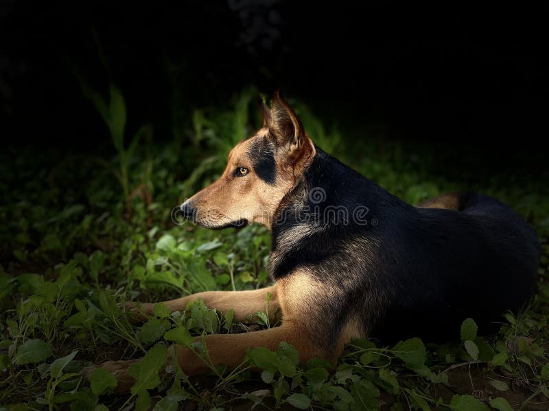 My pet stock image. Image of love, honest - 255113991