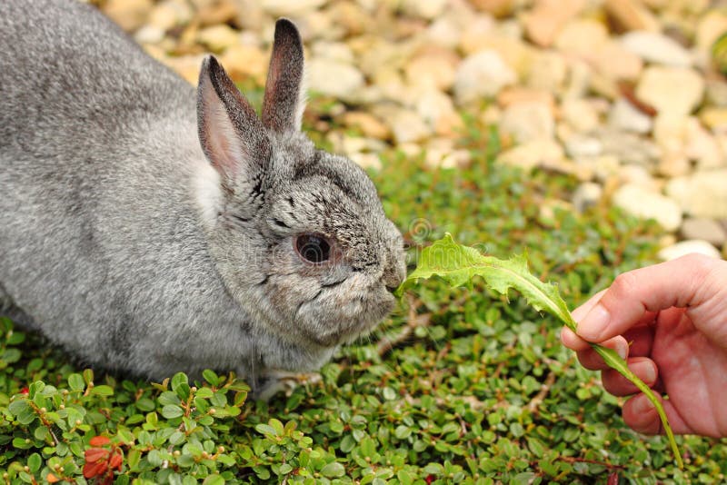 My pet little rabbit stock image. Image of catholic, bunny - 14651831