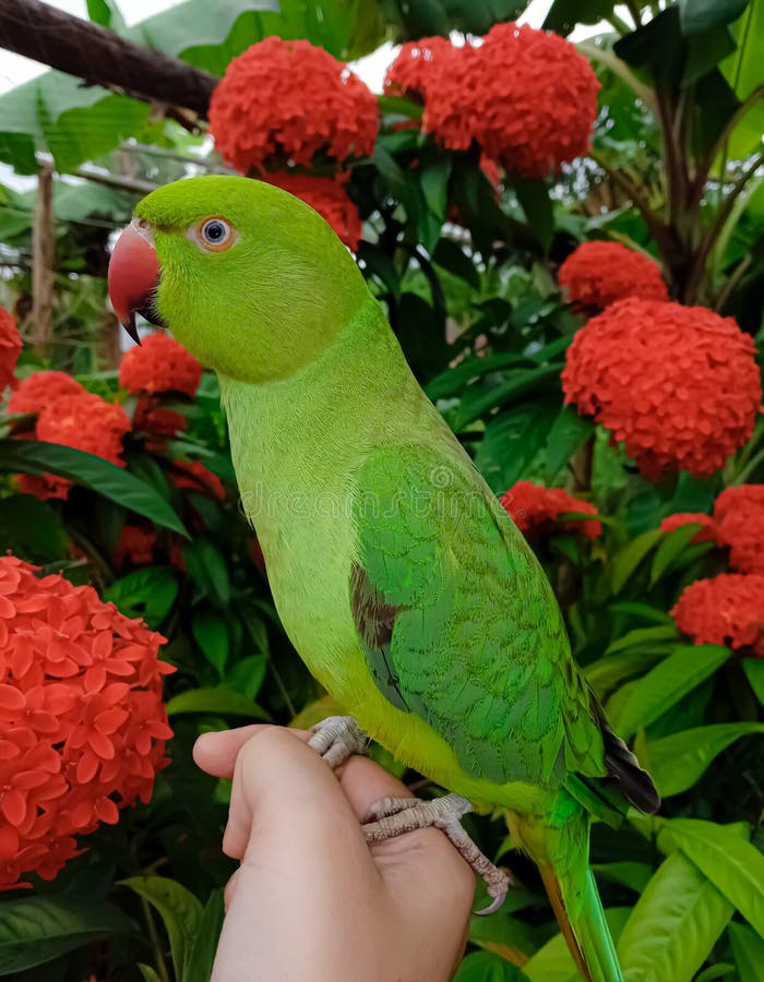 My pet parrot stock image. Image of eyes, bird, parrot - 223190145