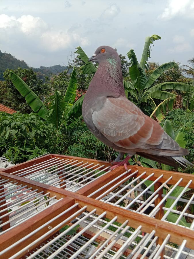 My pet pigeon 3 stock image. Image of macaw, branch - 256850477