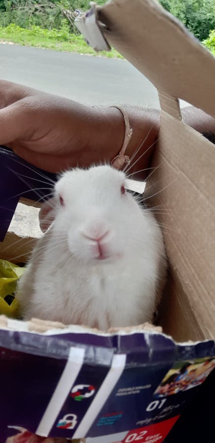 My pet rabbit in the box stock photo. Image of good - 175592544
