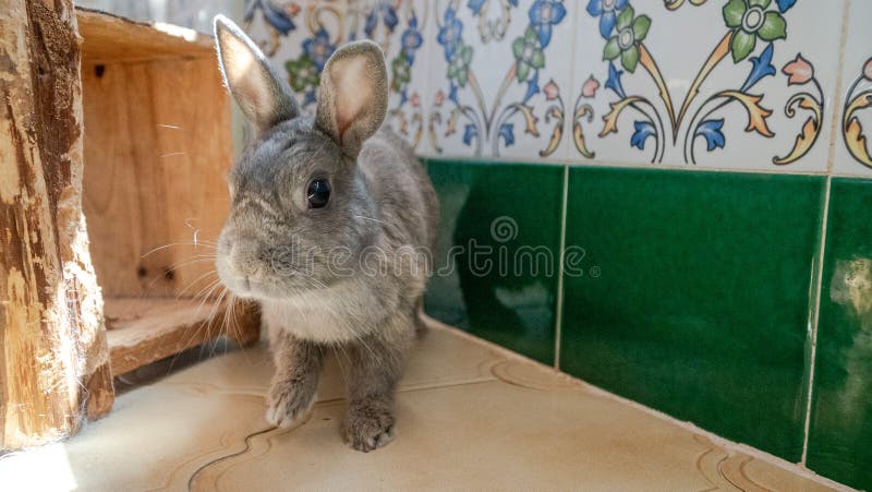 My Pet Rabbit Posing for Photo Stock Photo - Image of landscape, rodent ...