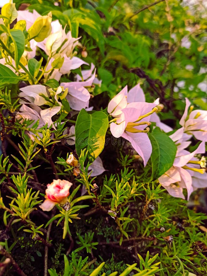 My Pict of Flowers in Sunset Nature Stock Image - Image of sunset, leaf ...