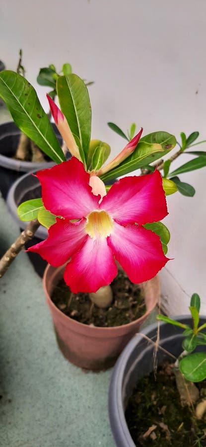 My Pink Adenium Flower in Pot Stock Image - Image of plant, adenium ...
