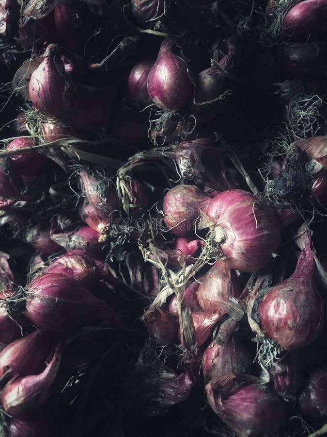 A rotten garlic stock photo. Image of rempah, smell - 209599214