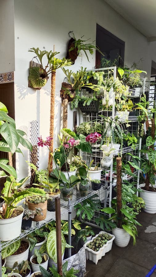 My plant collection stock photo. Image of bouquet, flowerpot - 263706714