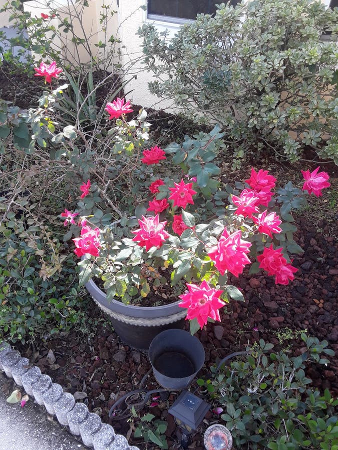 My potted rose stock image. Image of wildflower, autumn - 248695253