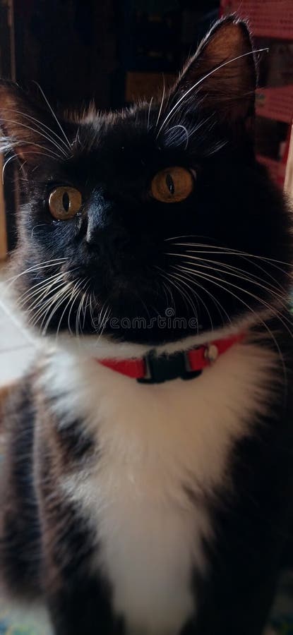 My Pretty Black Cats Mix Breed Stock Photo - Image of cats, black ...