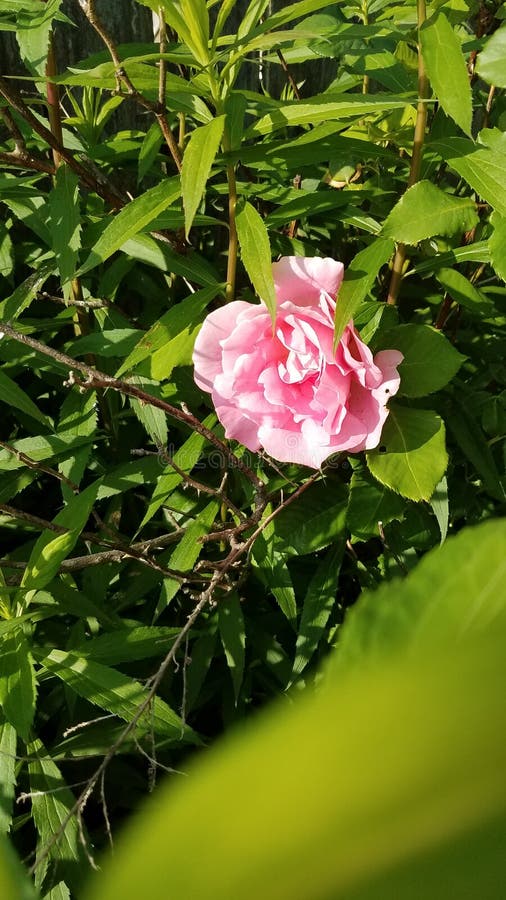 My pretty rose stock photo. Image of peony, leaf, plant - 200833090