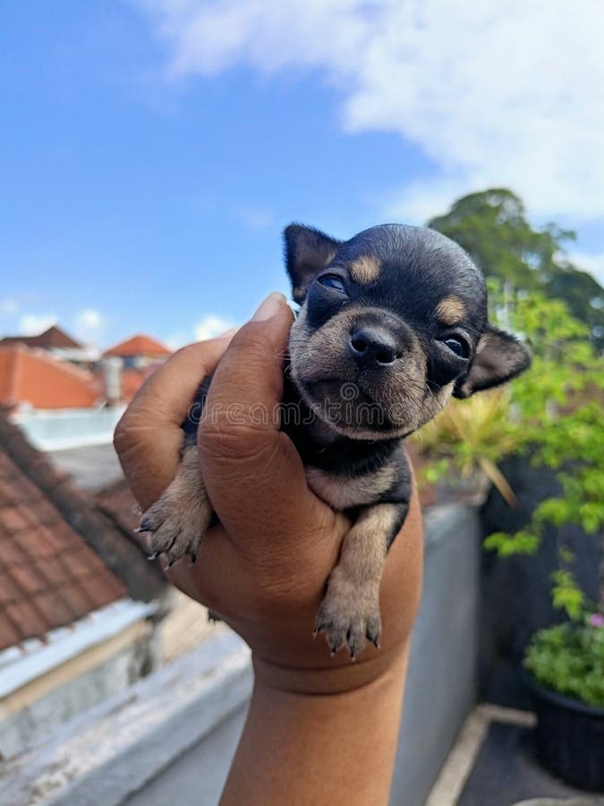 My Puppy is Cute in the World ???? Just 1 Week Stock Photo - Image of ...