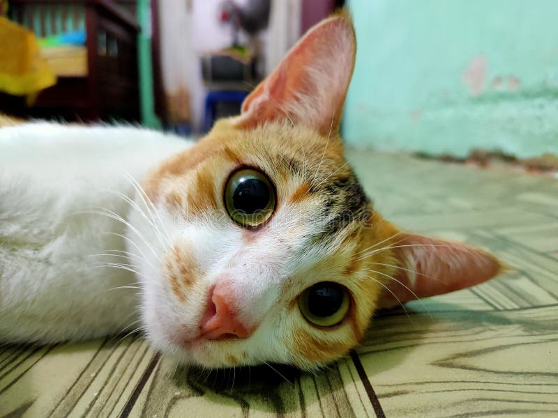 My cat stock photo. Image of meong, cute, pusa - 262275028