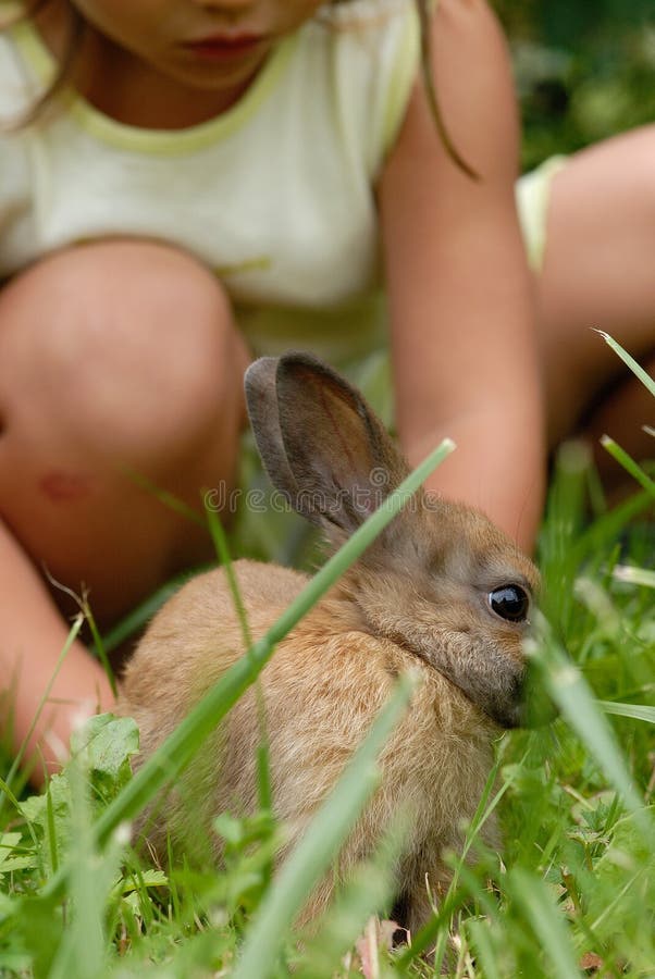Rabbit Free Stock Photos & Pictures, Rabbit Royalty-Free and Public ...