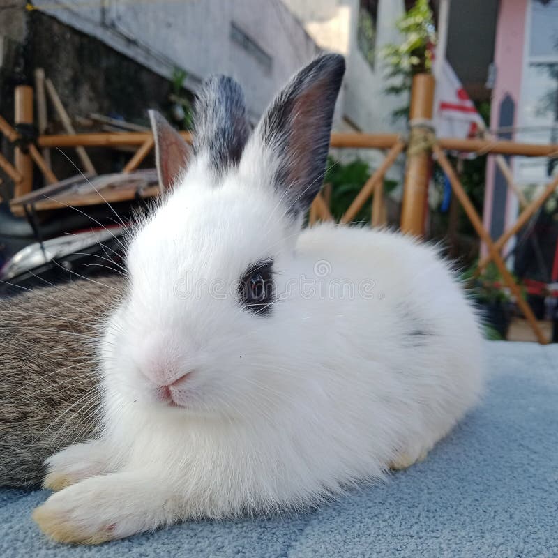 My Rabbit Waiting for the Lunch Stock Photo - Image of rabbit, white ...