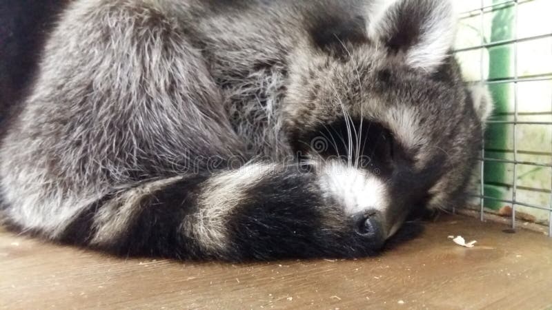 My raccoon stock image. Image of animal, love, sleep - 83685955