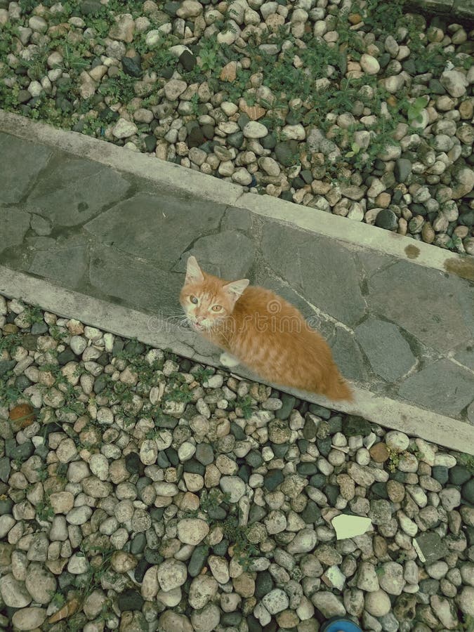 My random cat stock photo. Image of random, orange, cute - 302809706