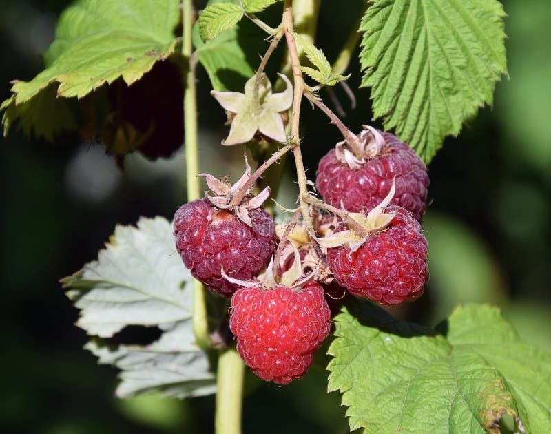 My raspberry stock image. Image of monochrome, blue, close - 78428525