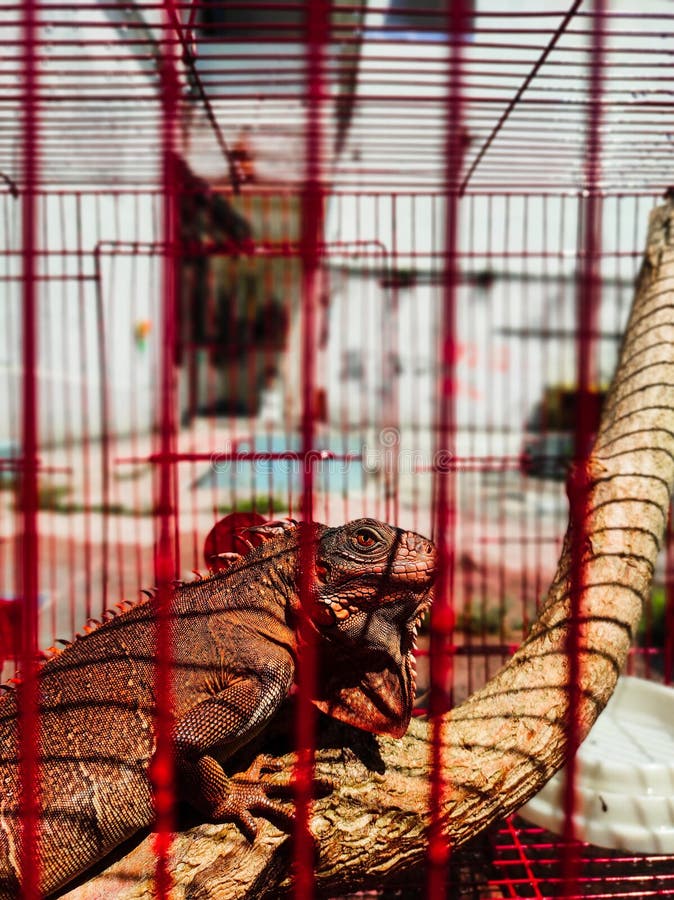 My Red Iguana are Enjoying the Sunlight Stock Image - Image of iguana, line: 291438865