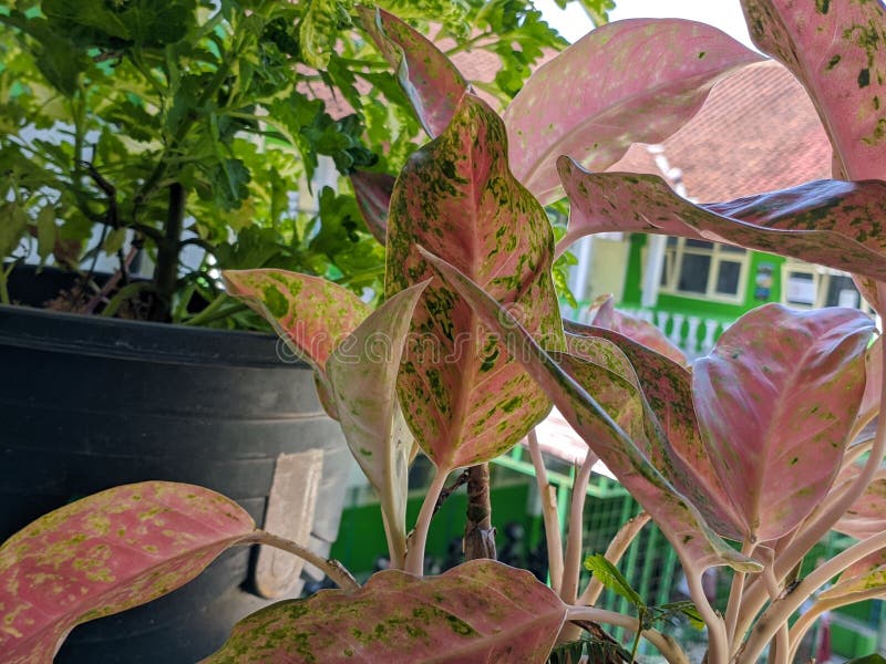 My Red Plantation Has Been Grown Beautifully Stock Photo - Image of ...