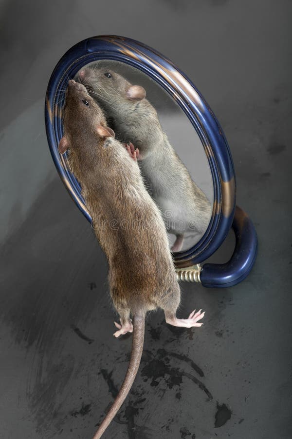 My reflection stock image. Image of tail, whisker, cute - 31263907