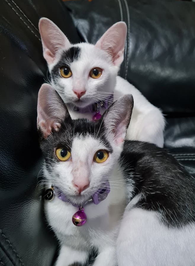 My Rescue cats stock image. Image of pets, animal, cats - 314380927